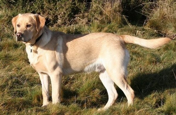 10 Best Reasons to Own a Yellow Lab – The Perfect Family Dog!